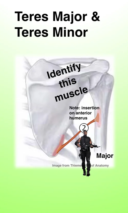 Teres Major And Minor Anterior