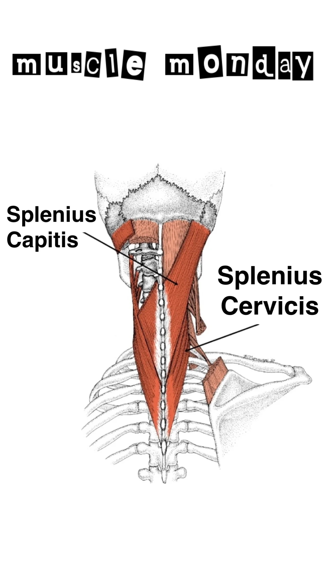 Splenius Capitis/Cervicis — JMcAfeePT.com