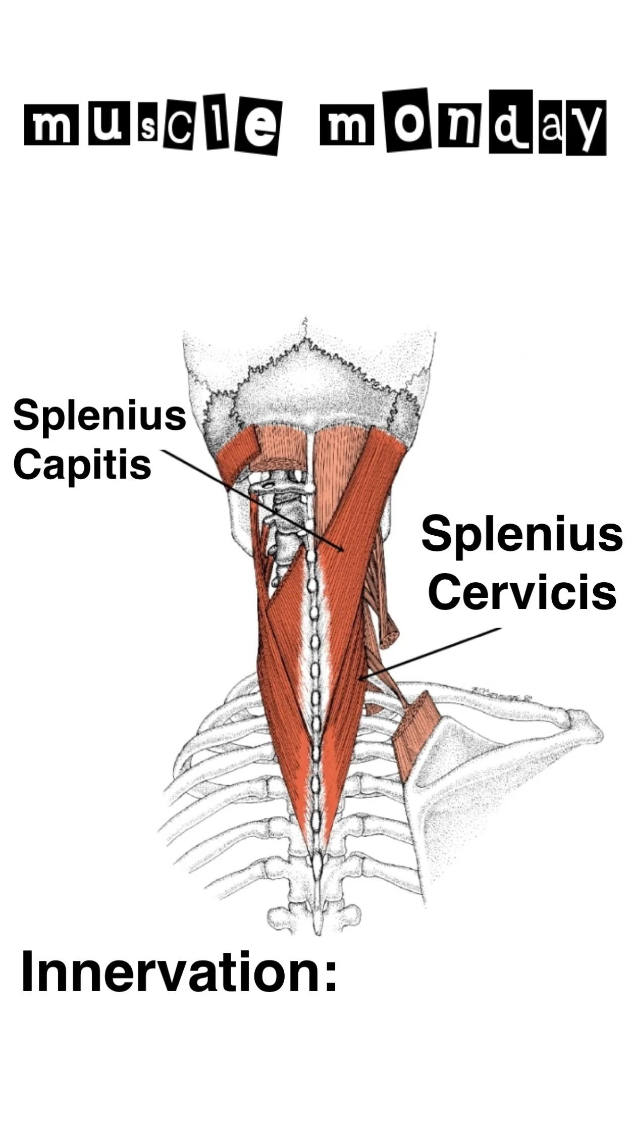 Splenius Capitis/Cervicis — JMcAfeePT.com