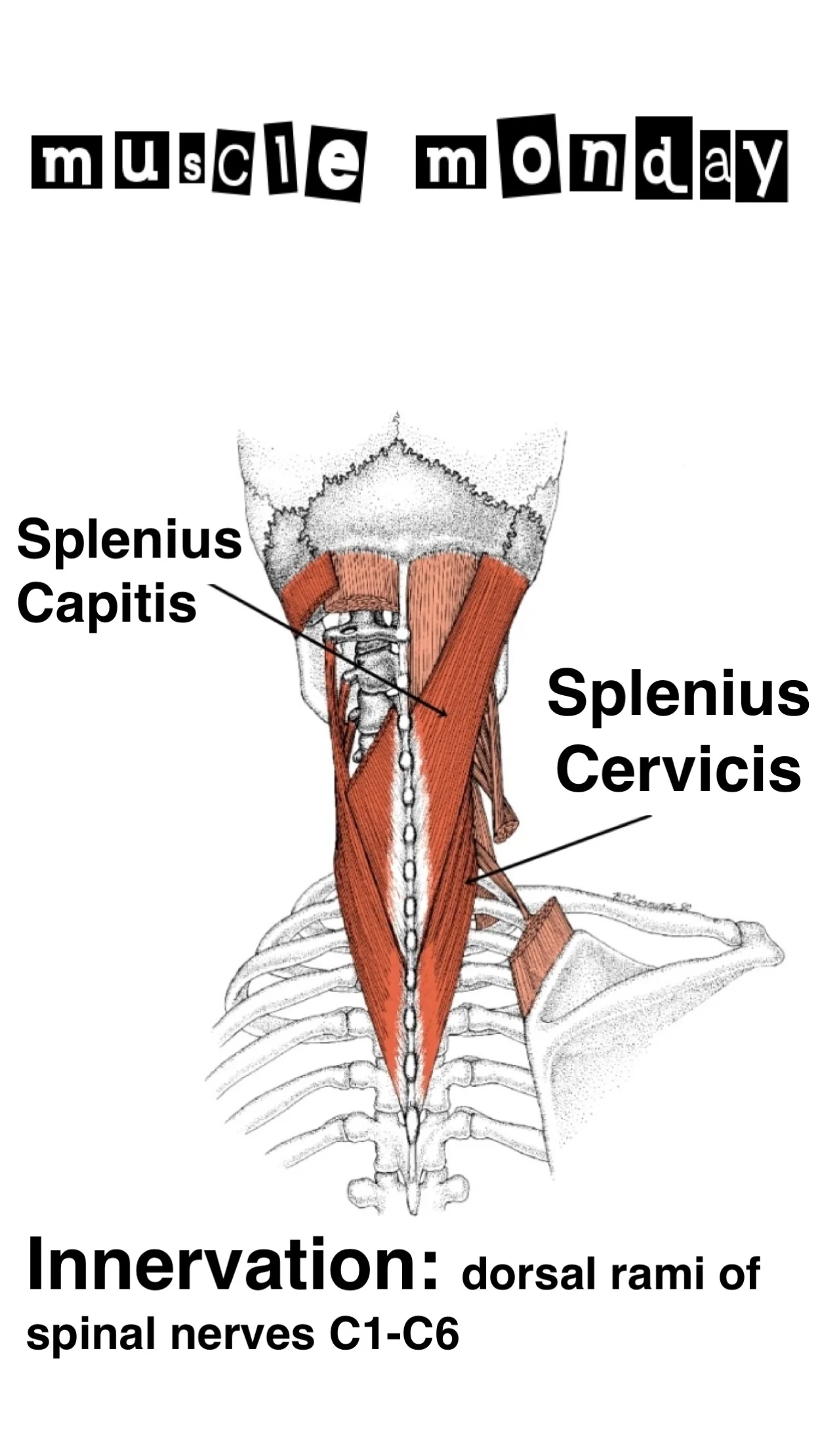 Splenius Capitis/Cervicis — JMcAfeePT.com