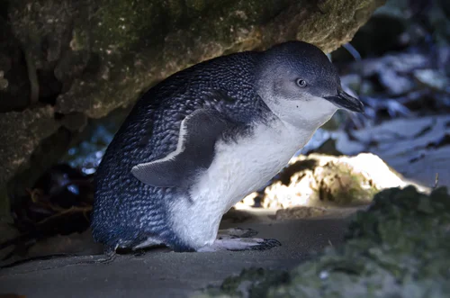 Student Resources about the wildlife — Penguin Island