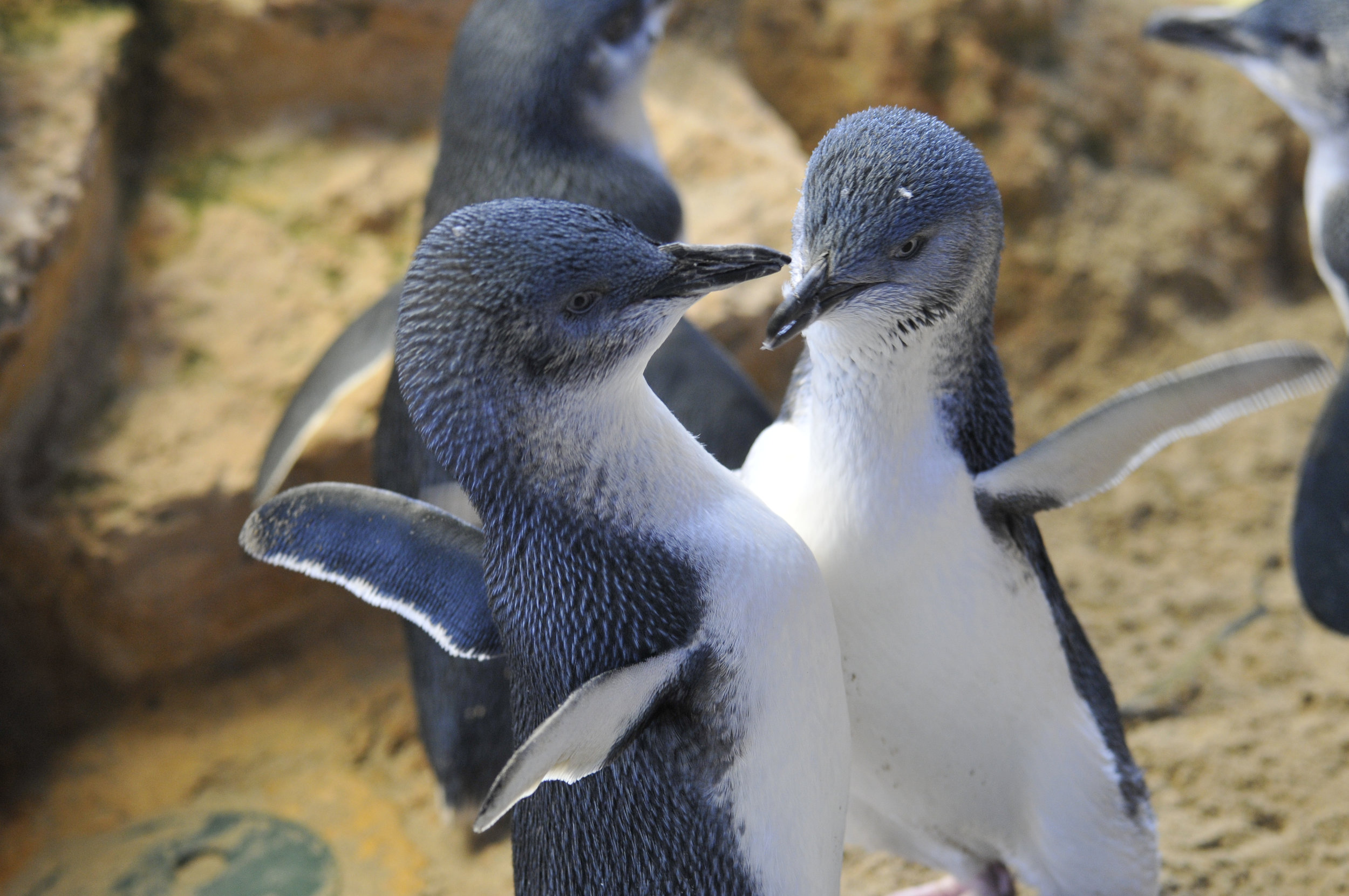 Things To Do Perth Penguin Island — Penguin Island Things To Do Perth Penguin Island — Penguin Island