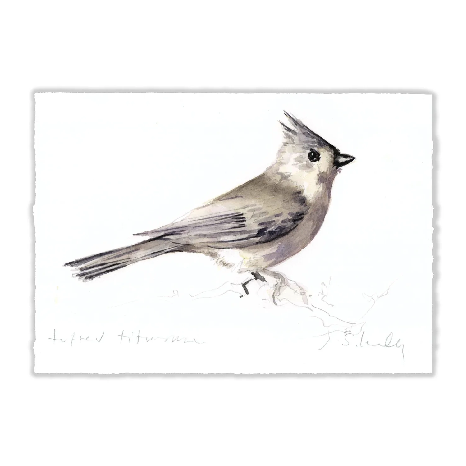 Titmouse Drawing