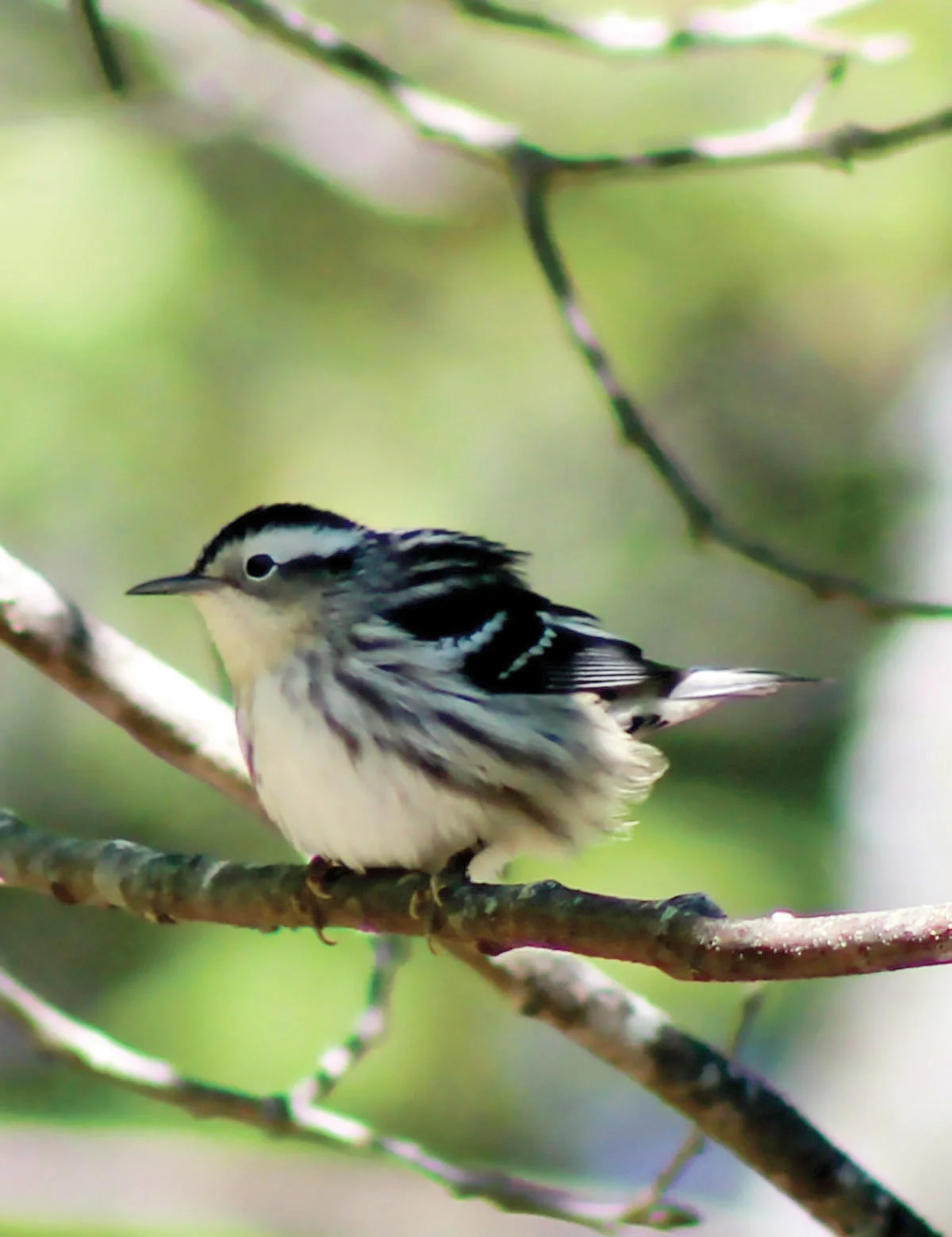 Norman Bird Sanctuary