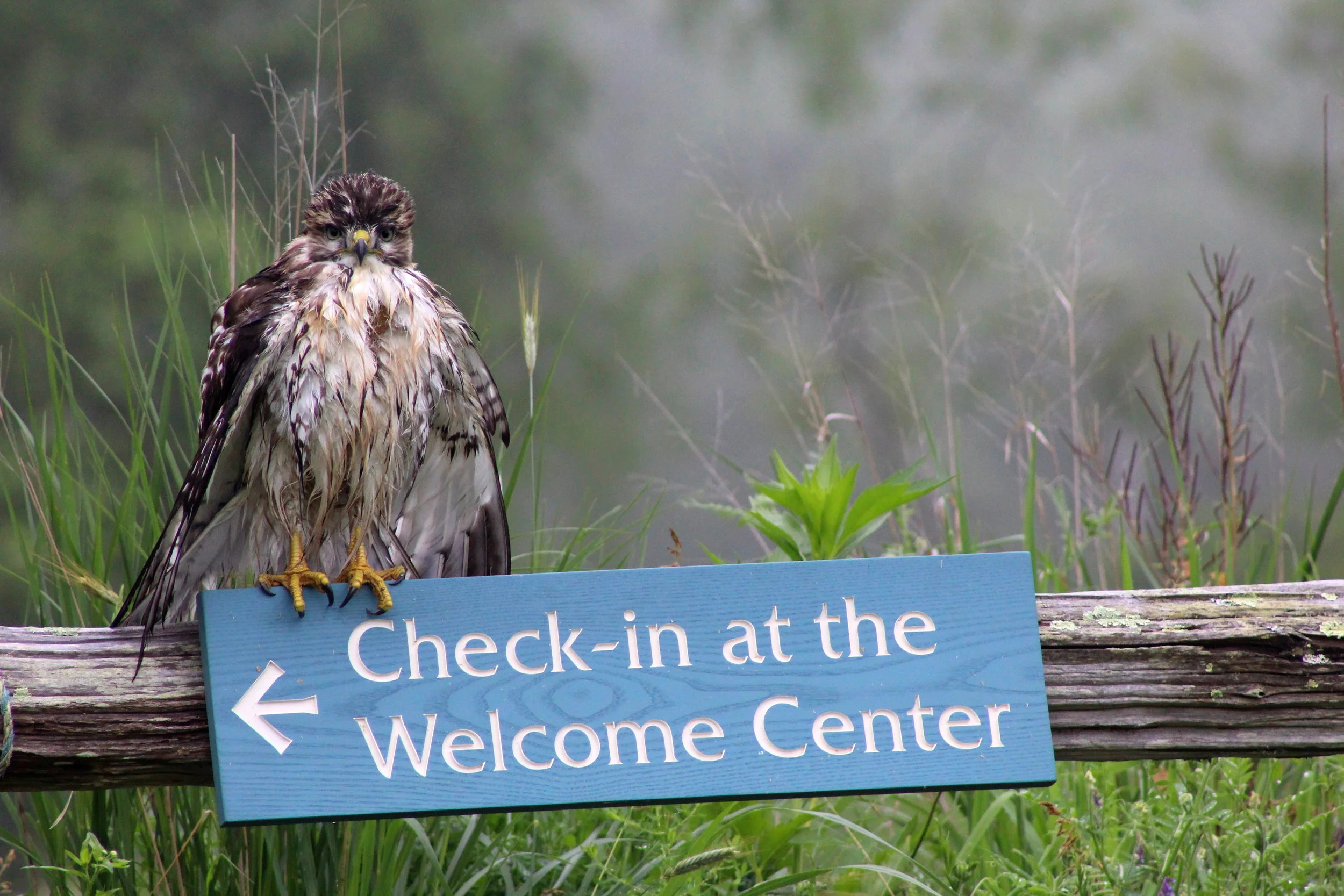 Norman Bird Sanctuary