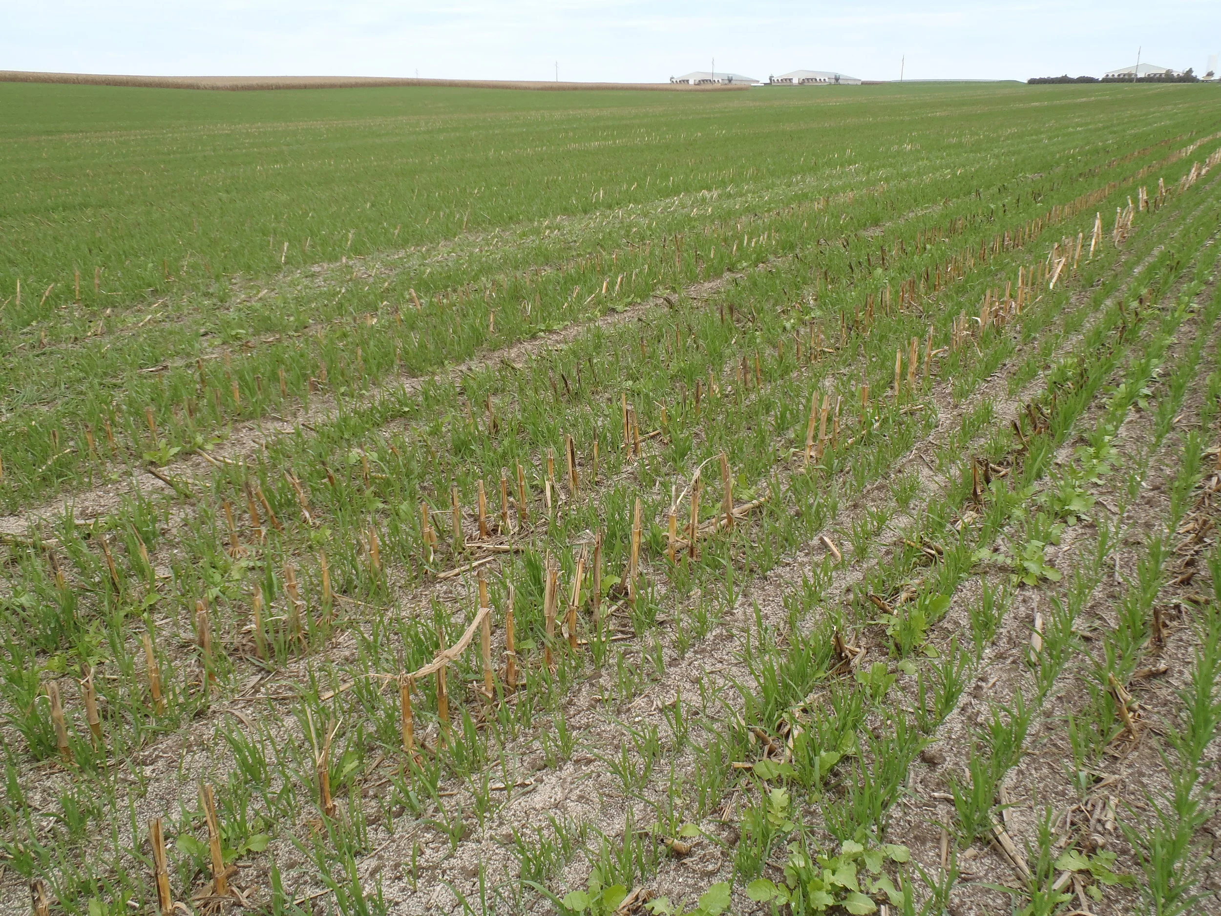 Cover Crop - Crop Insurance Project — Clean Water Iowa