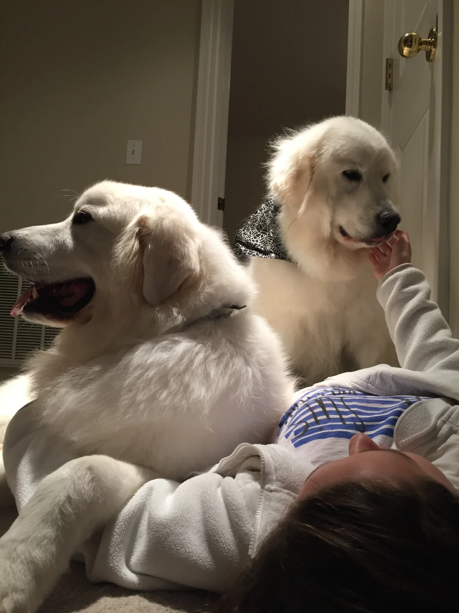 5 Things to Know About Great Pyrenees