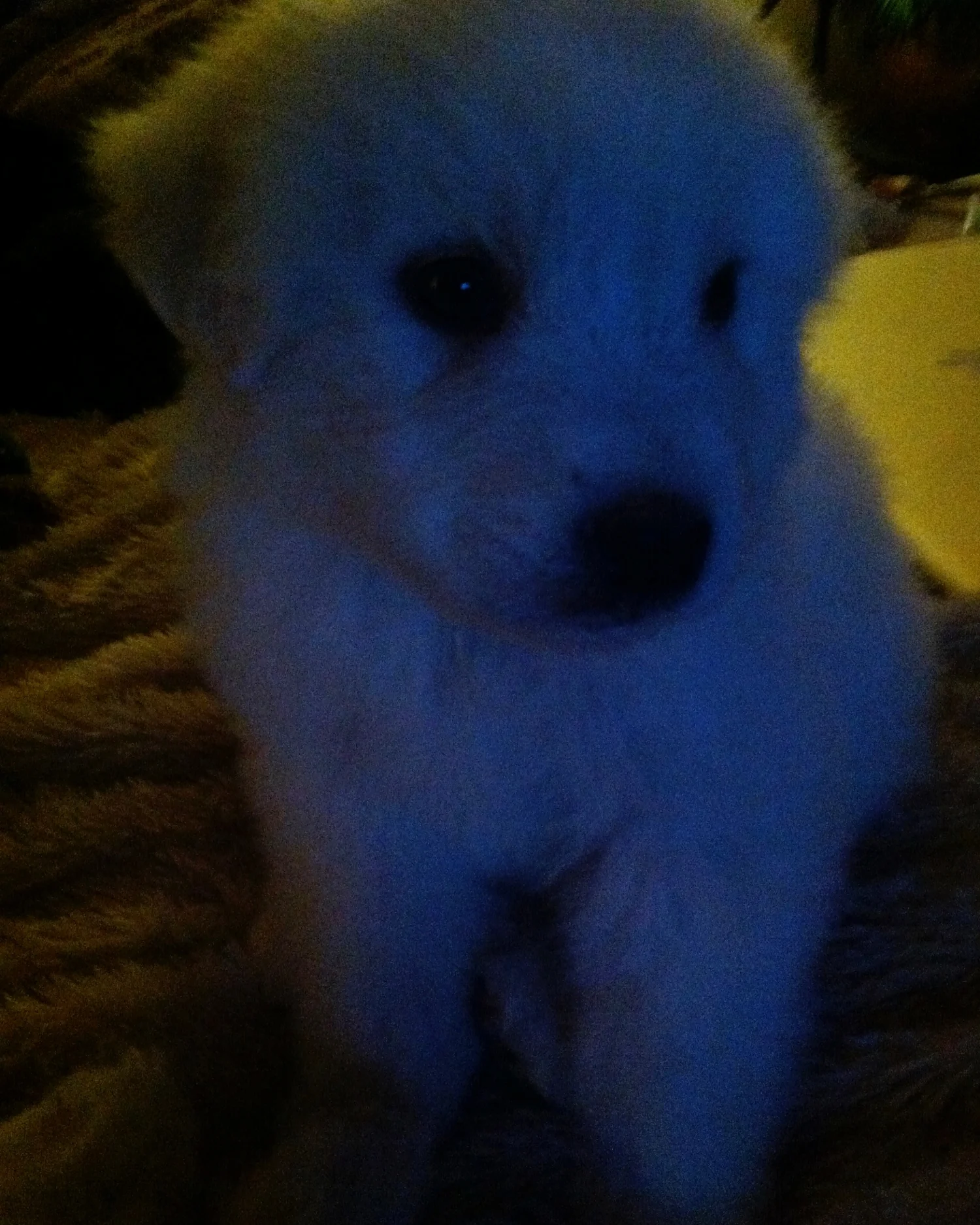 Baby Argos: The Story of the Most Pitiful Puppy of All
