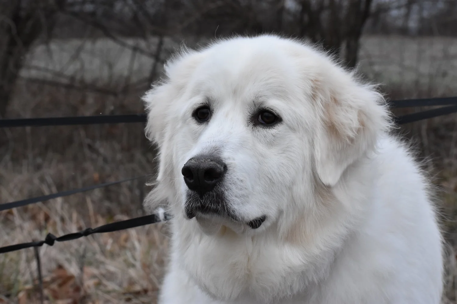 Luna the Bully: Life as the Alpha Dog