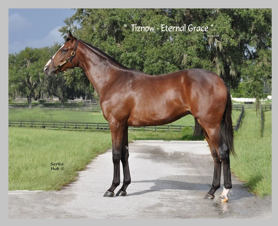 Horses — Sackatoga.com