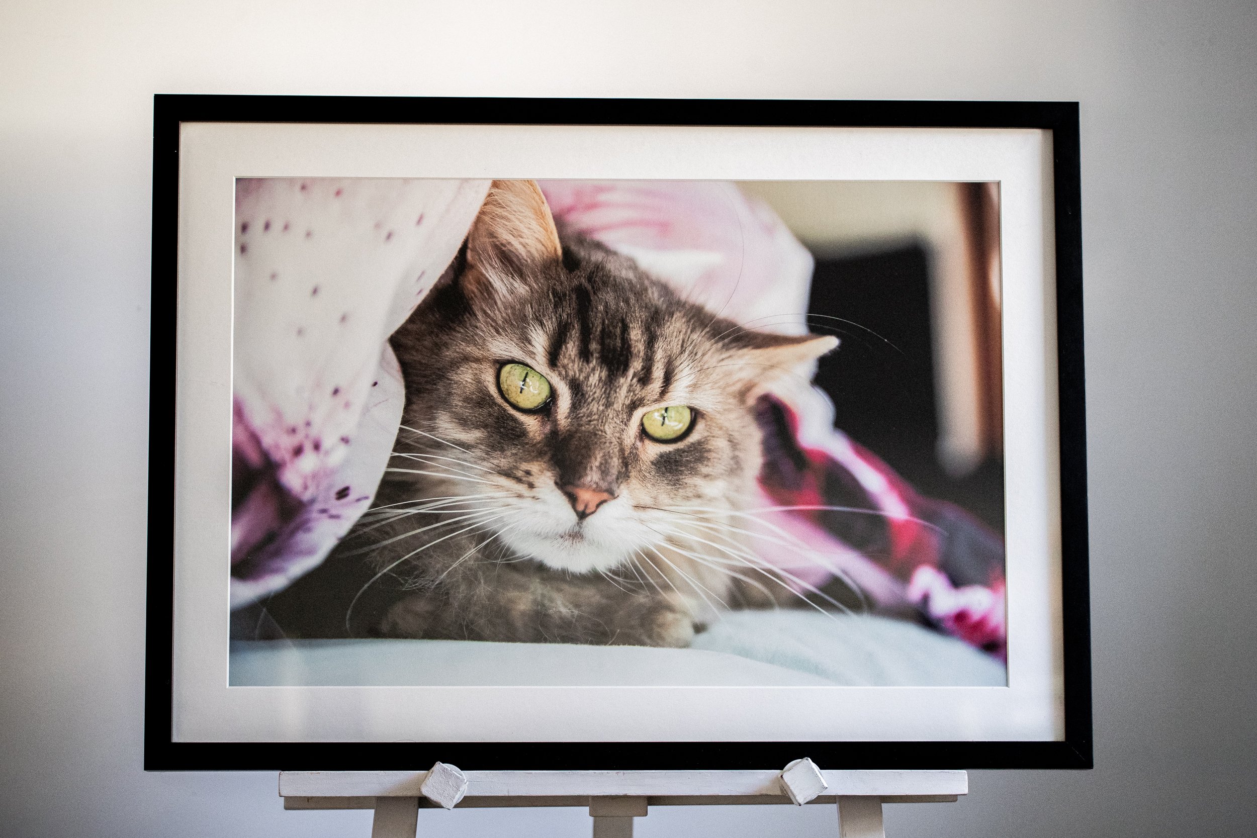 How to Use & Print Your Digital Files | Ragamuffin Pet Photography