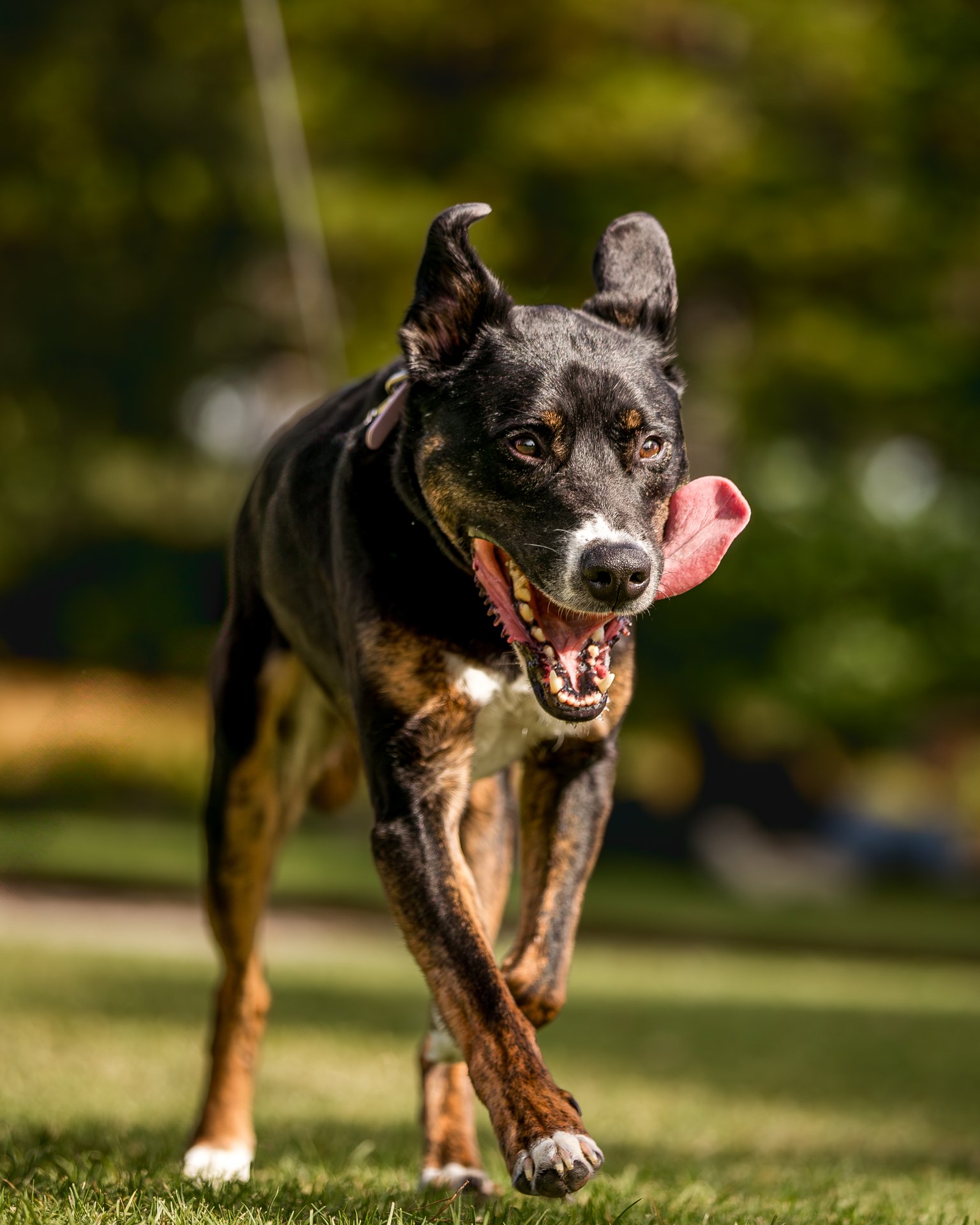 Melbourne Pet Photography: Capturing the Wild Spirit of a Dingo Hybrid