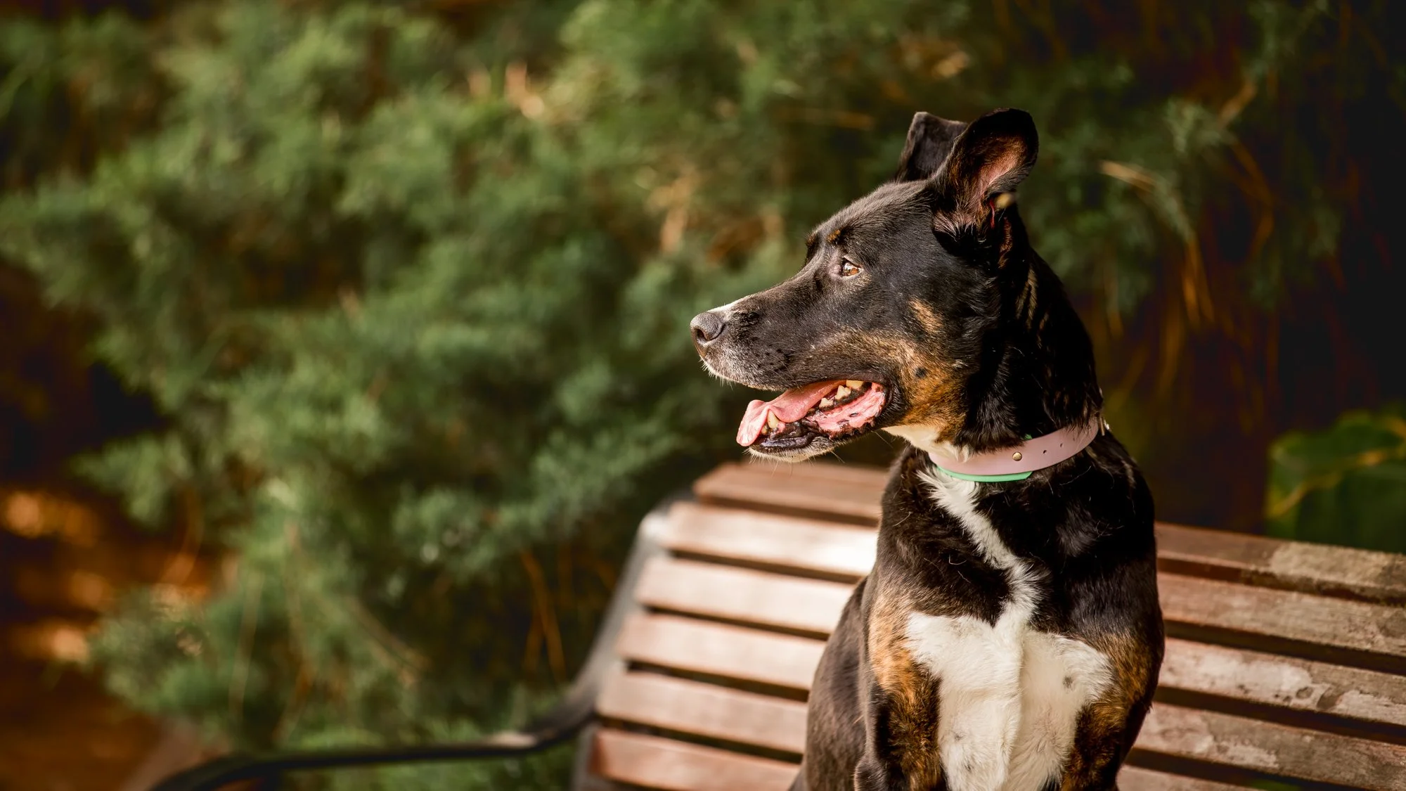 Melbourne Pet Photography: Capturing the Wild Spirit of a Dingo Hybrid