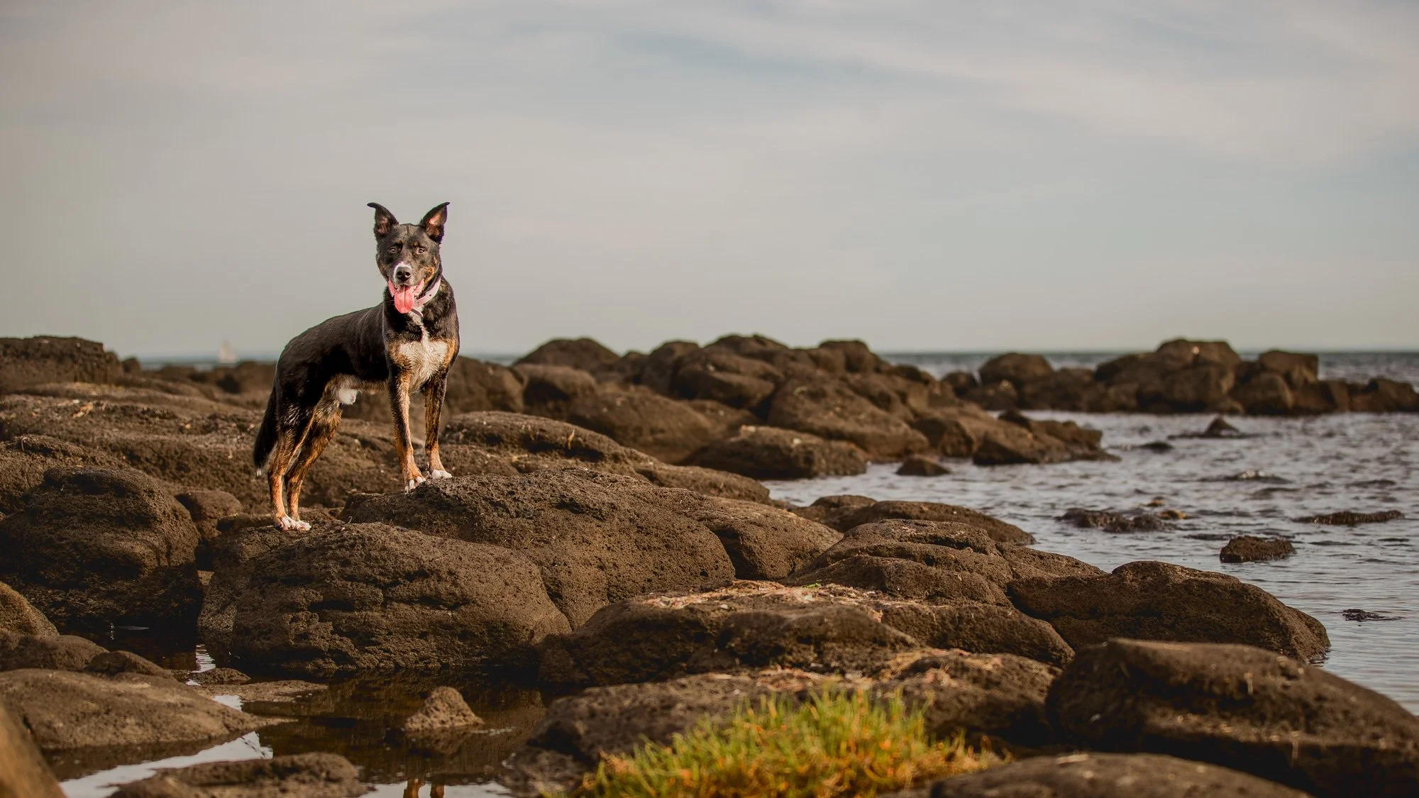 Melbourne Pet Photography: Capturing the Wild Spirit of a Dingo Hybrid