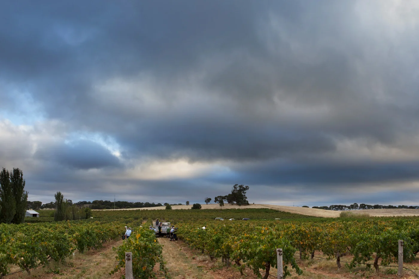 Barossa Valley Estate Winery | Australian Certified Organic