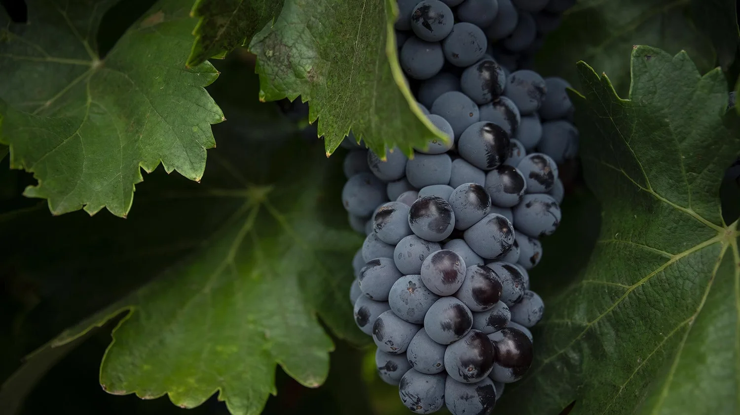 Hayes Family Wines - Barossa Valley Winery | Certified Organic