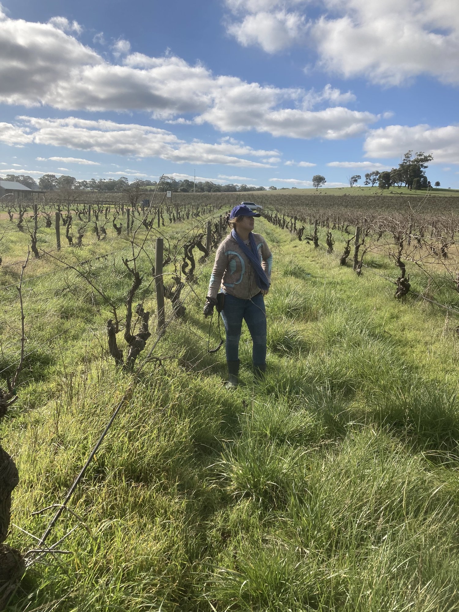 Vineyard Maintenance - Own Roots - Layering