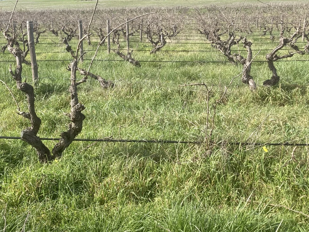 Vineyard Maintenance - Own Roots - Layering