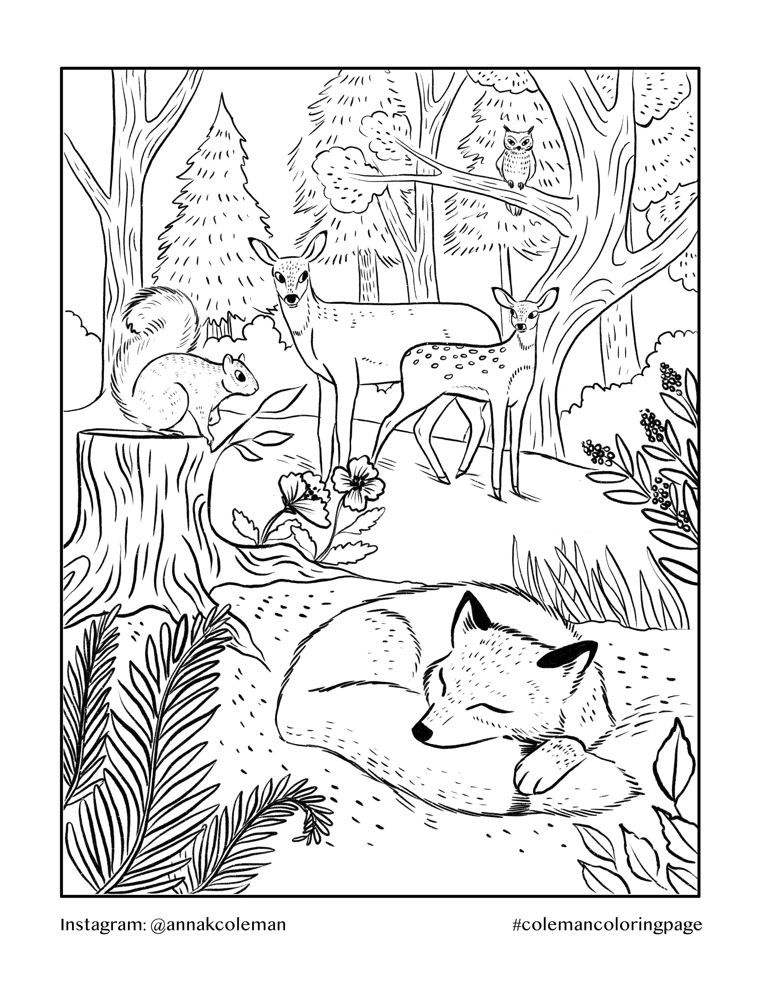 Forest Animals Coloring Pages For Kids Forest Animals Coloring Pages For Kids