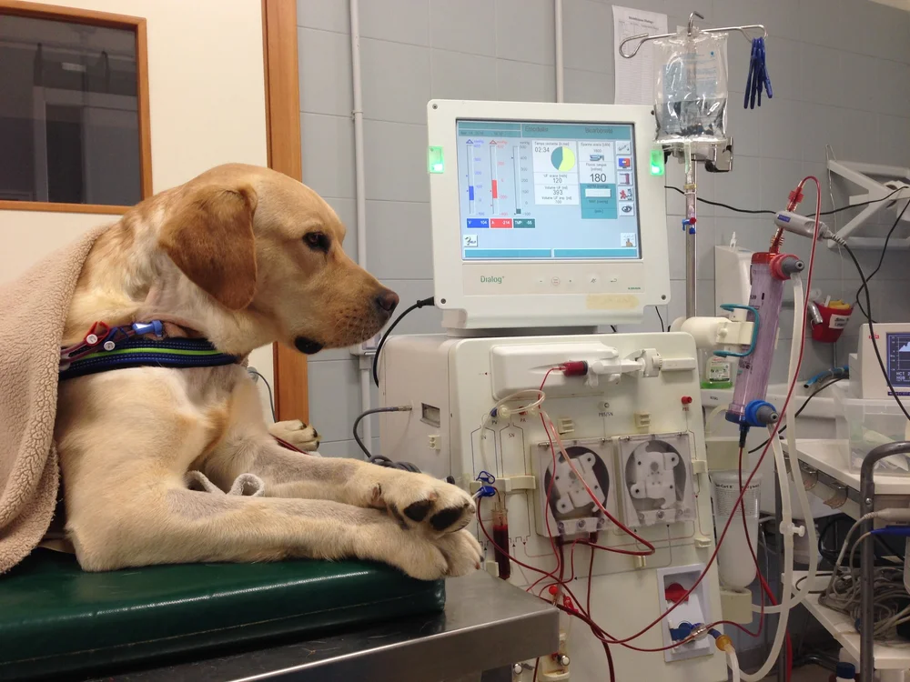 Is There Kidney Dialysis For Dogs