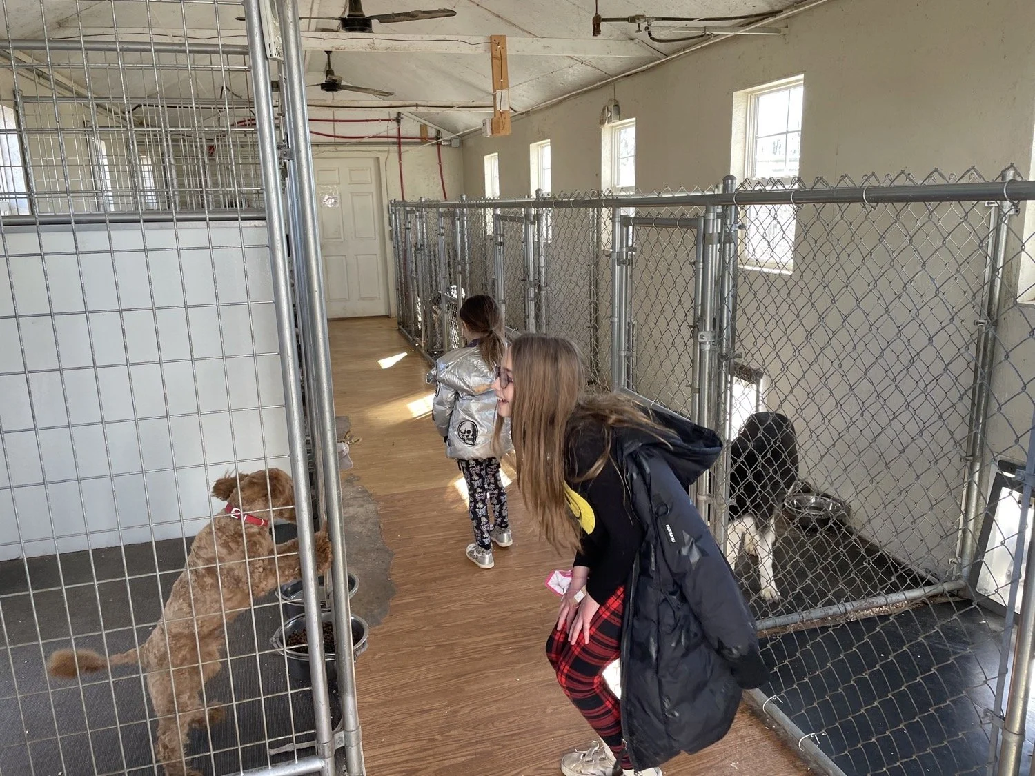 Adopting A Doodle Puppy From Amish Country’s Epicenter of Dog Breeding