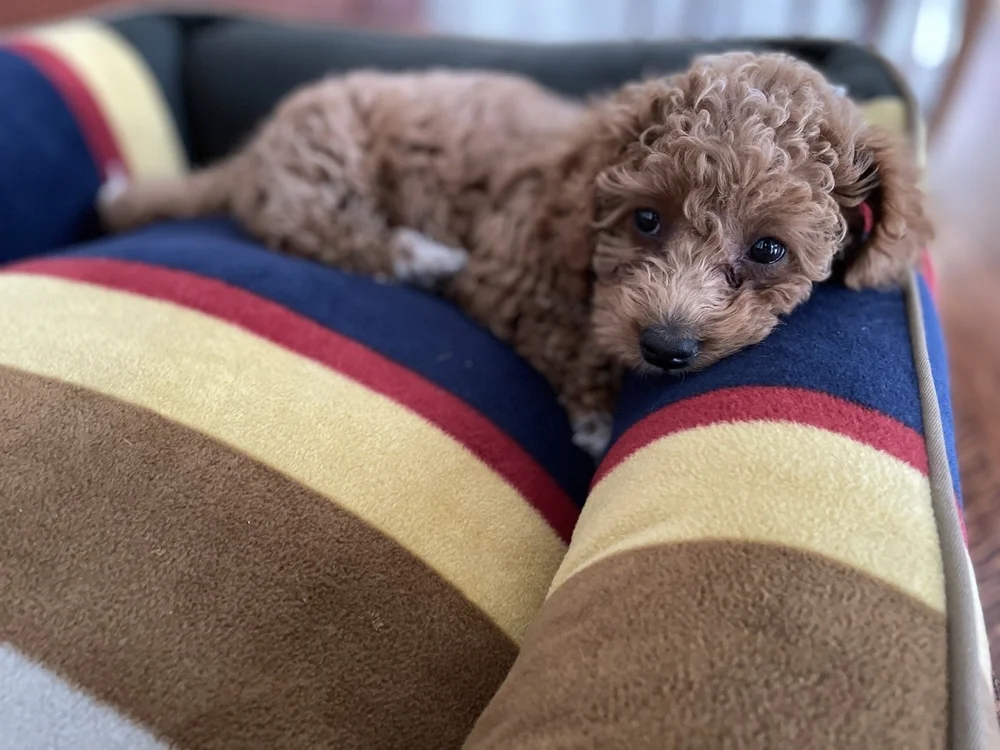 Adopting A Doodle Puppy From Amish Country’s Epicenter of Dog Breeding