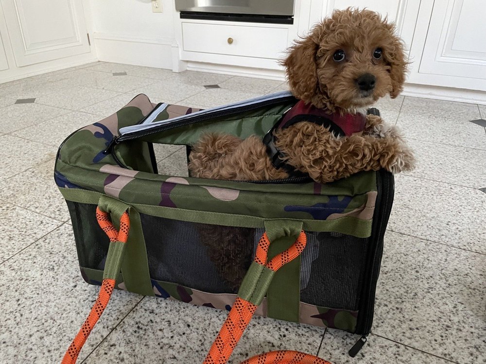 Adopting A Doodle Puppy From Amish Country’s Epicenter of Dog Breeding