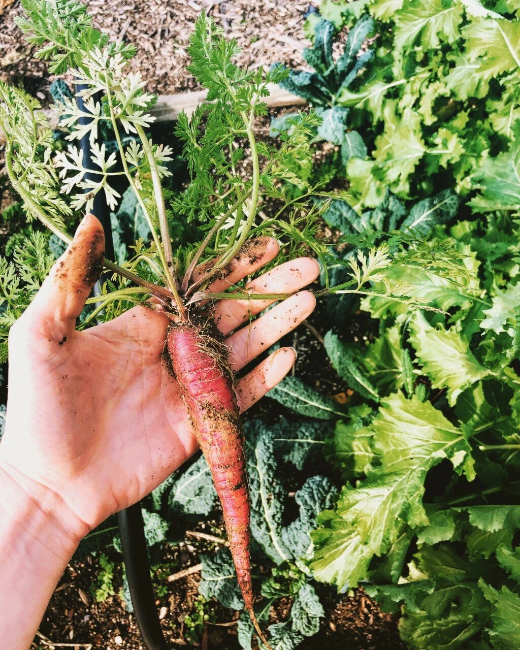 Planning a Fall Garden Workshop — Inter-Faith Food Shuttle