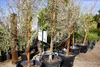 Mulga Acacia — GDNC Nursery