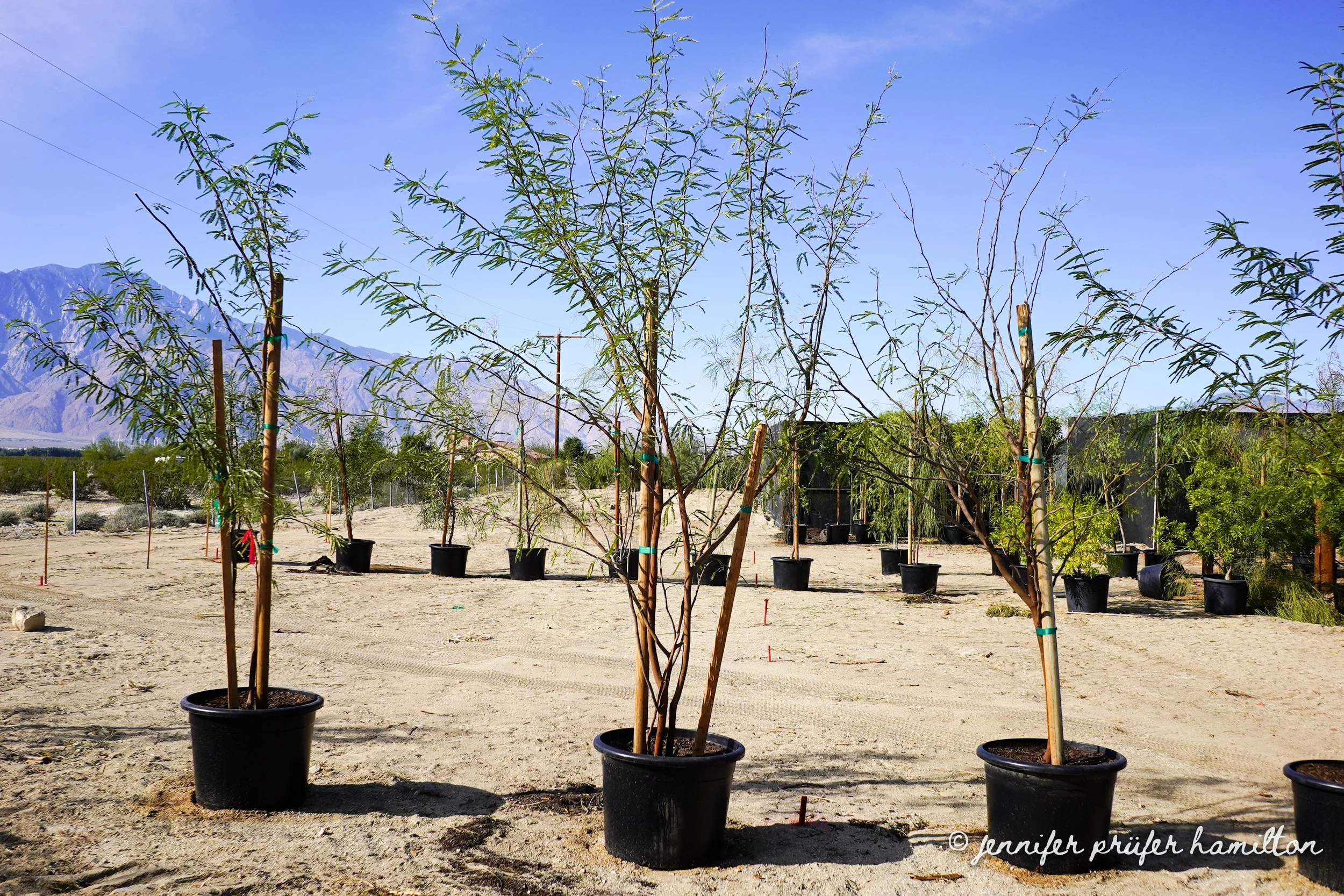 Mesquite Tree — GDNC Nursery