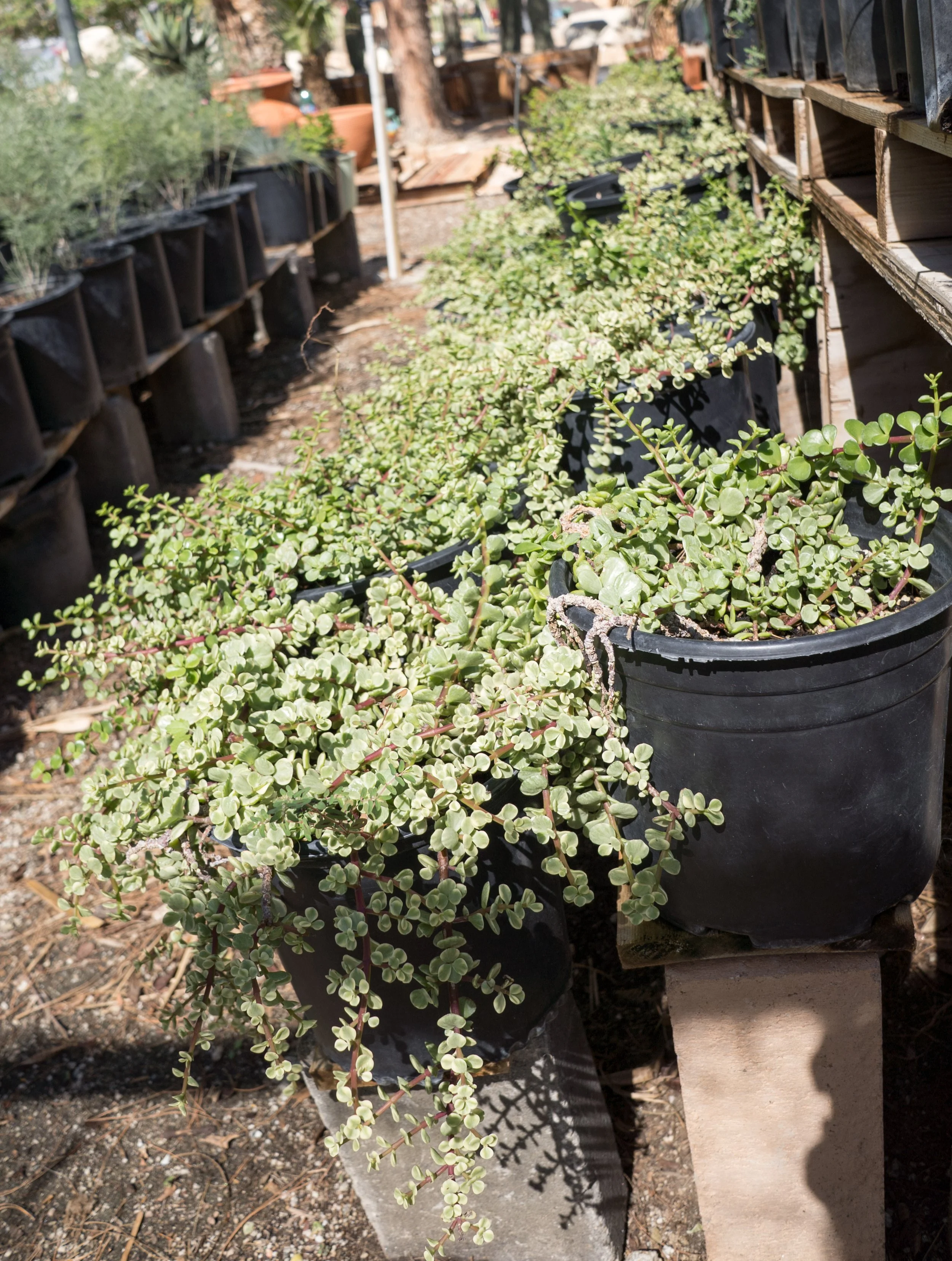 Elephant Food — GDNC Nursery