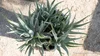 Aloe Blue Elf — GDNC Nursery