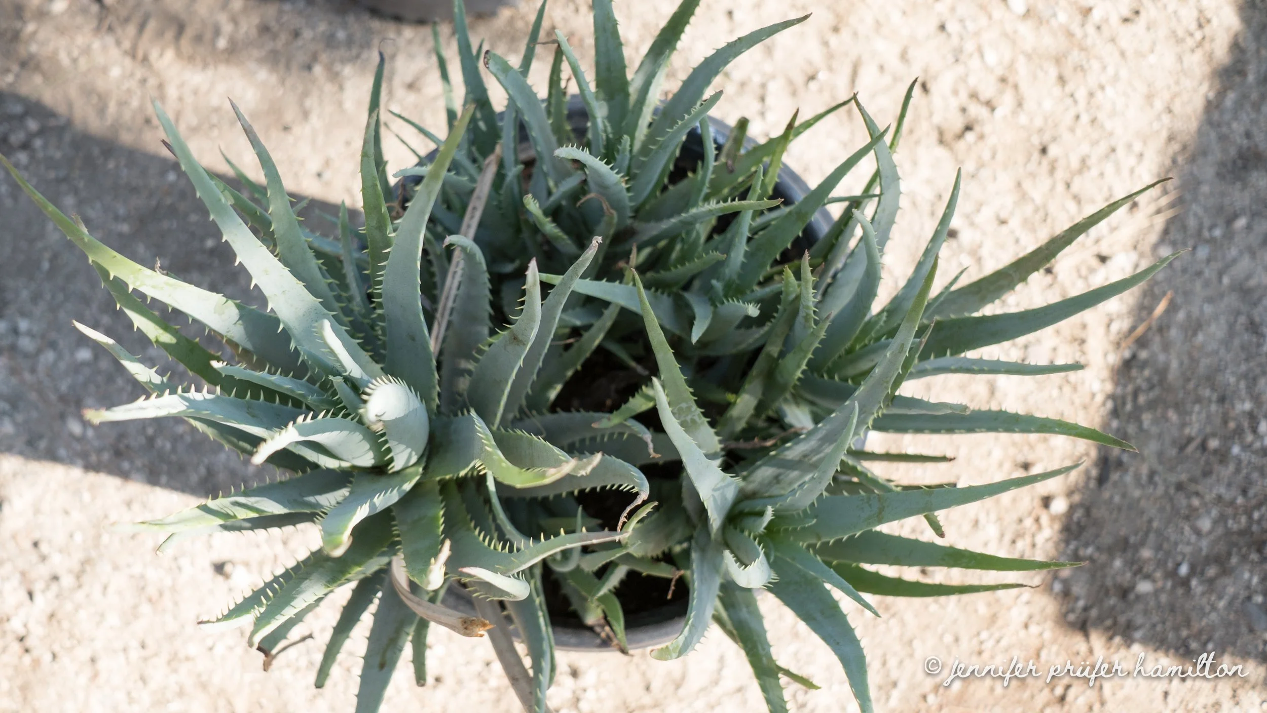 All plants for sale. Specializing in desert and drought-resistant ...
