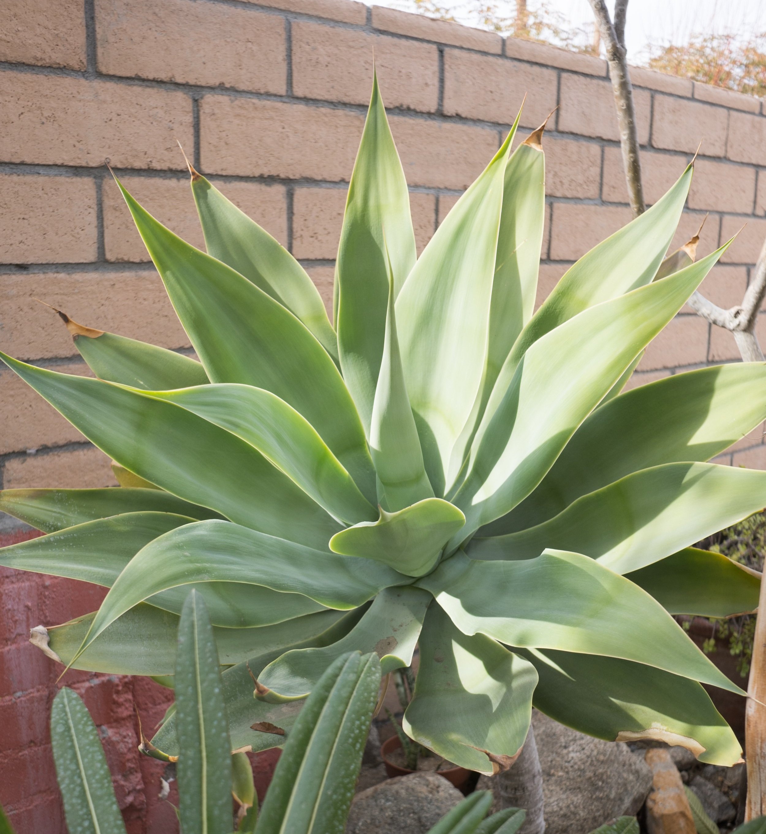 All plants for sale. Specializing in desert and drought-resistant ...