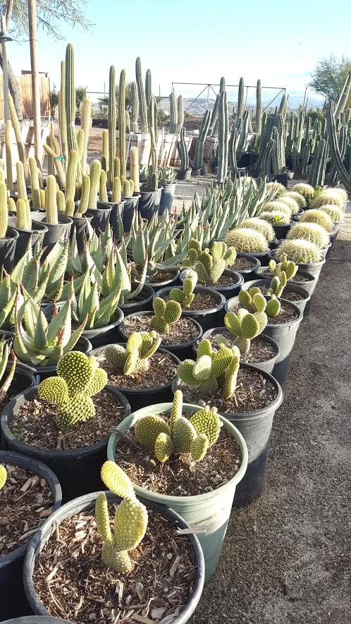 Plant Gallery — GDNC Nursery