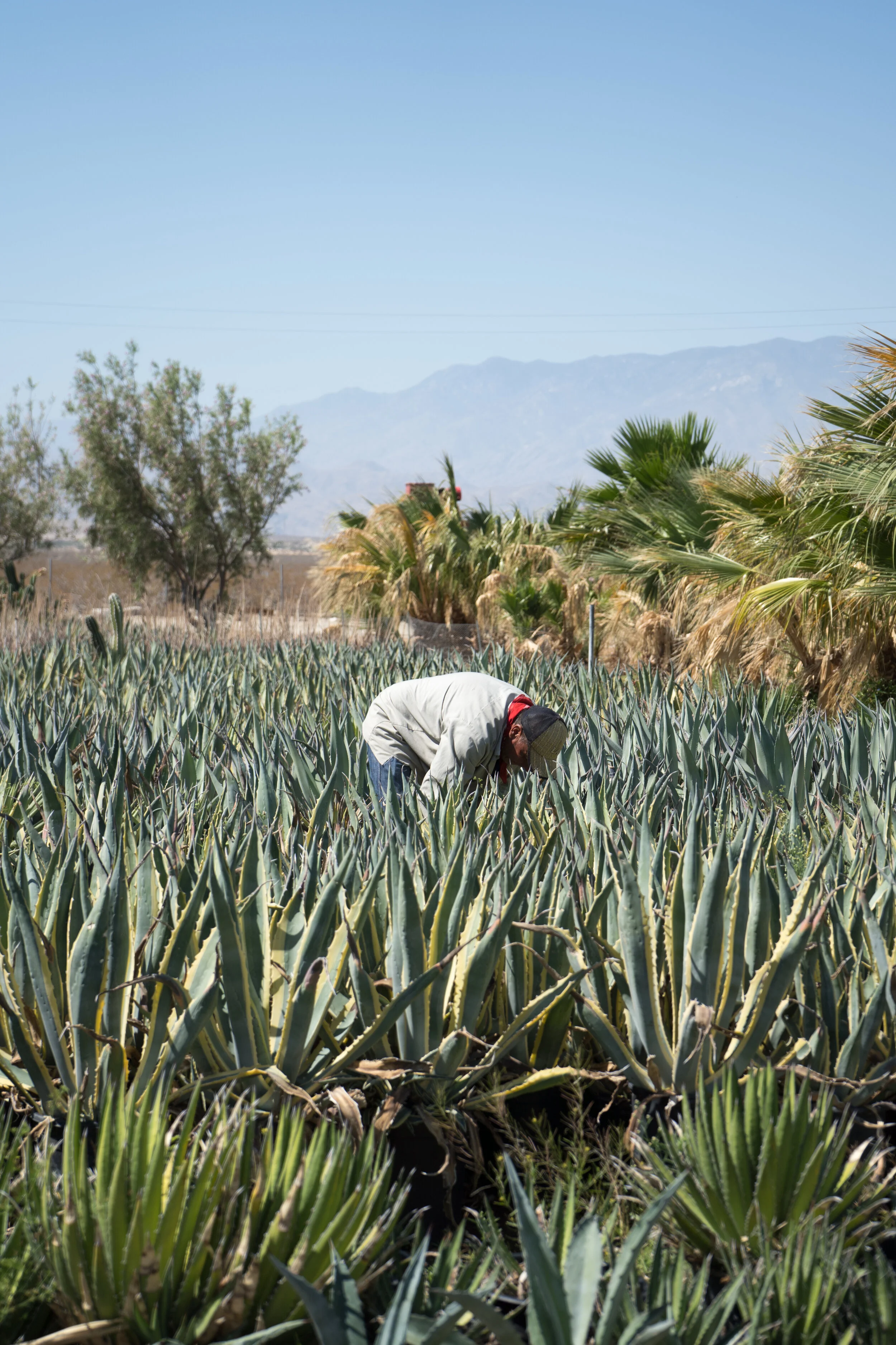 Agave — GDNC Nursery
