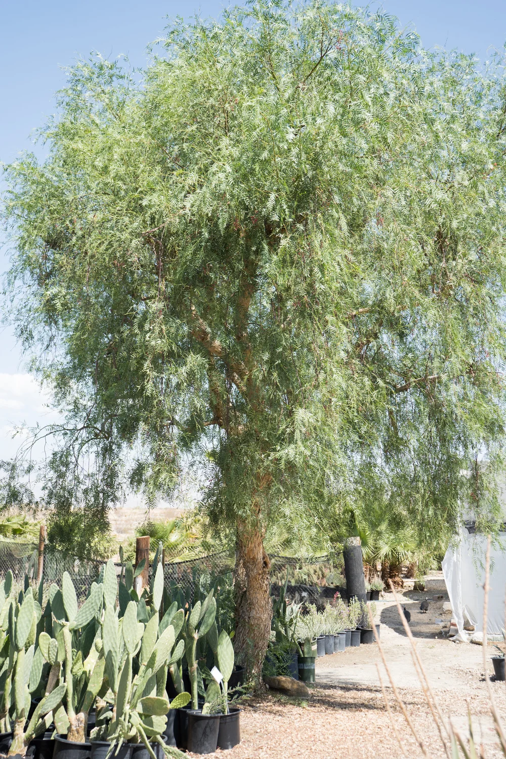 Desert Tree — GDNC Nursery