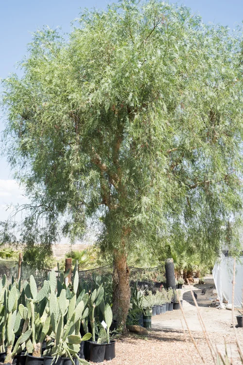 Desert Tree — GDNC Nursery
