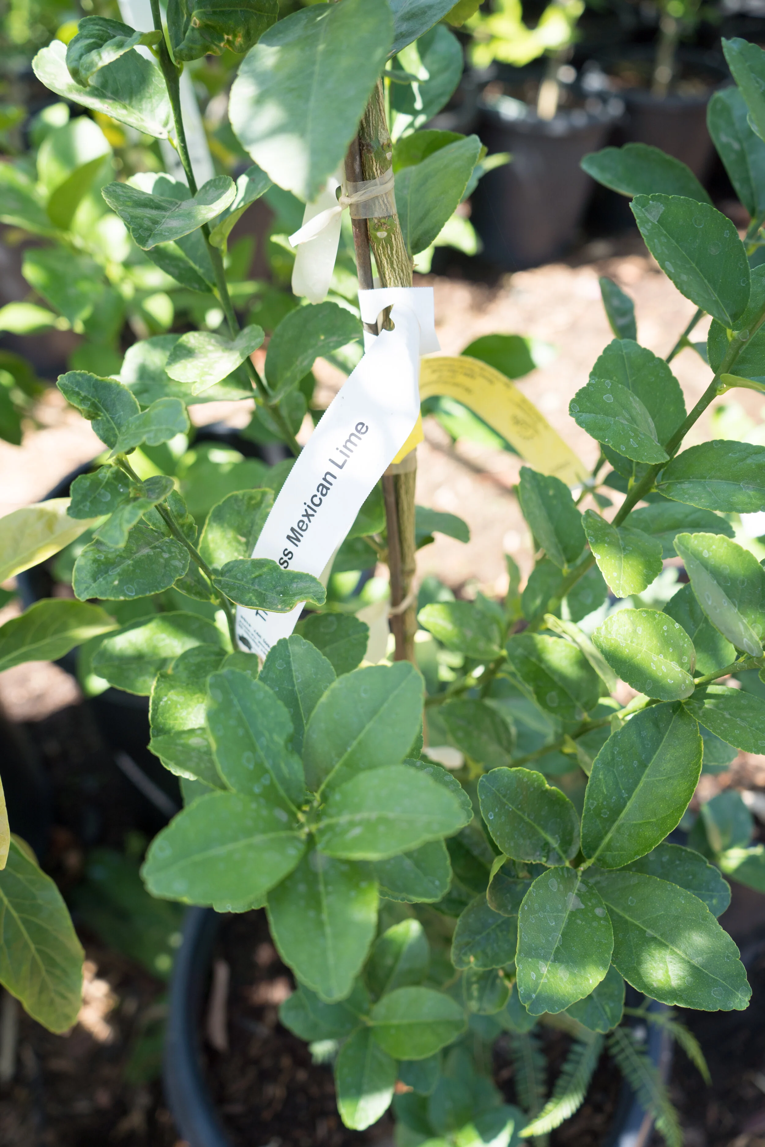 Citrus Tree — GDNC Nursery