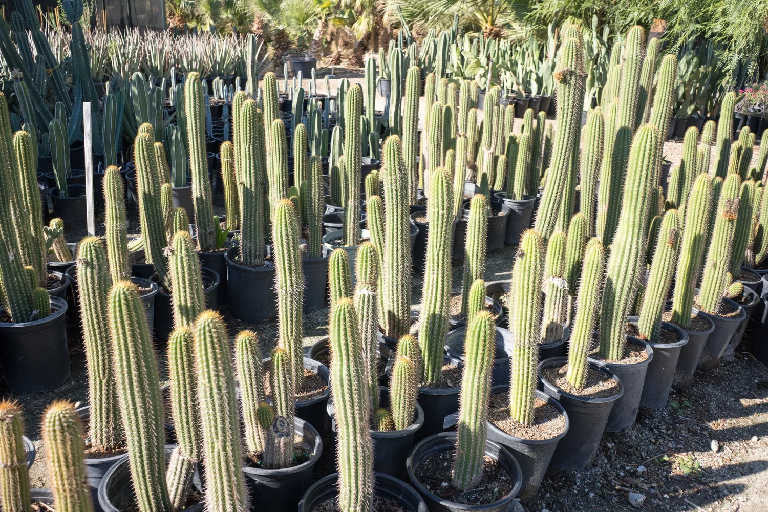 Golden Torch Cactus — GDNC Nursery
