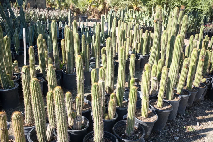 Golden Torch Cactus — GDNC Nursery