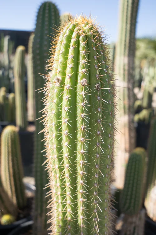 Golden Torch Cactus — GDNC Nursery