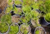 Firecracker Plant — GDNC Nursery