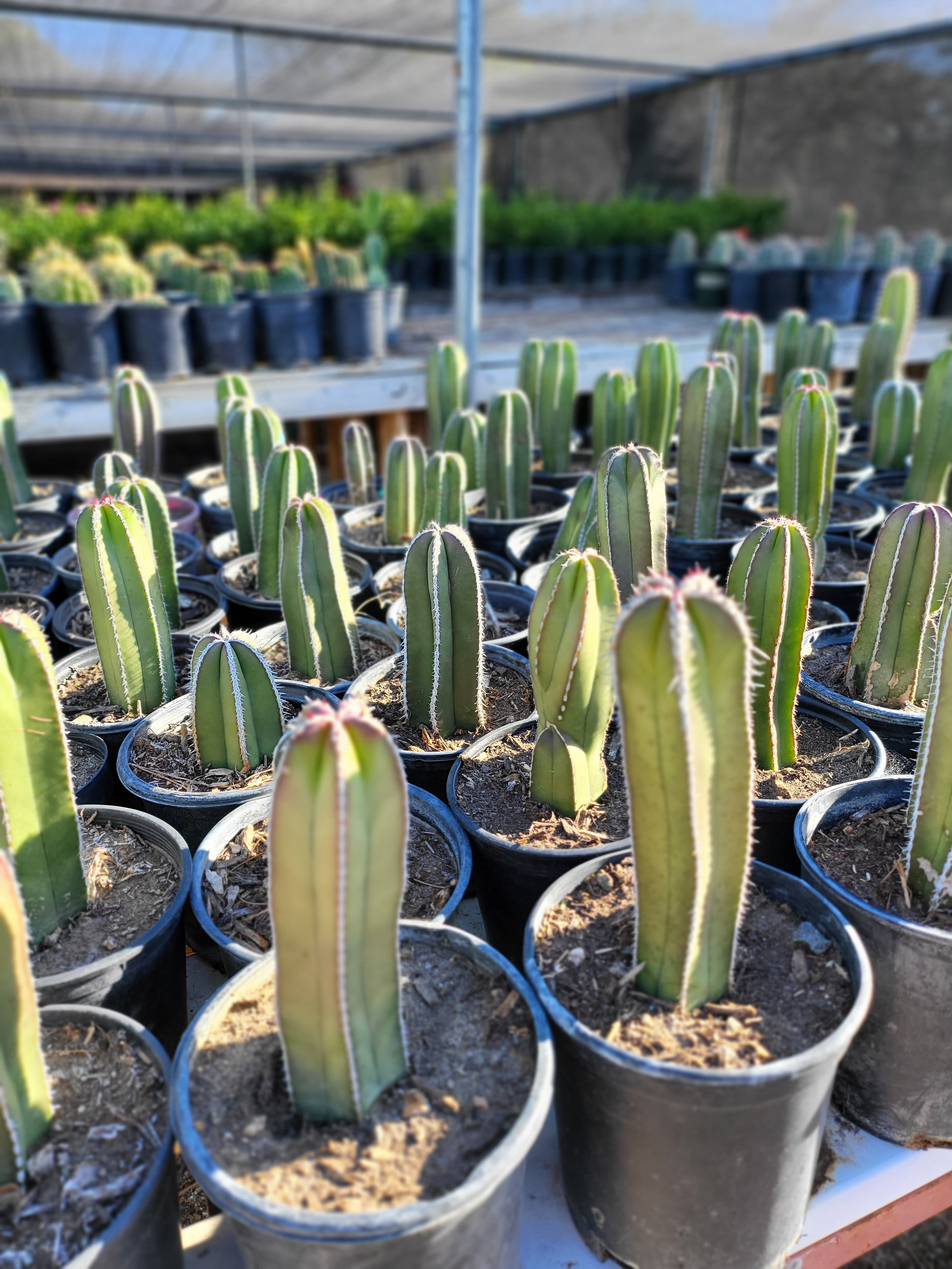 Mexican Fence Post (Pachycereus Marginatus) — GDNC Nursery Mexican Fence Post (Pachycereus Marginatus) — GDNC Nursery