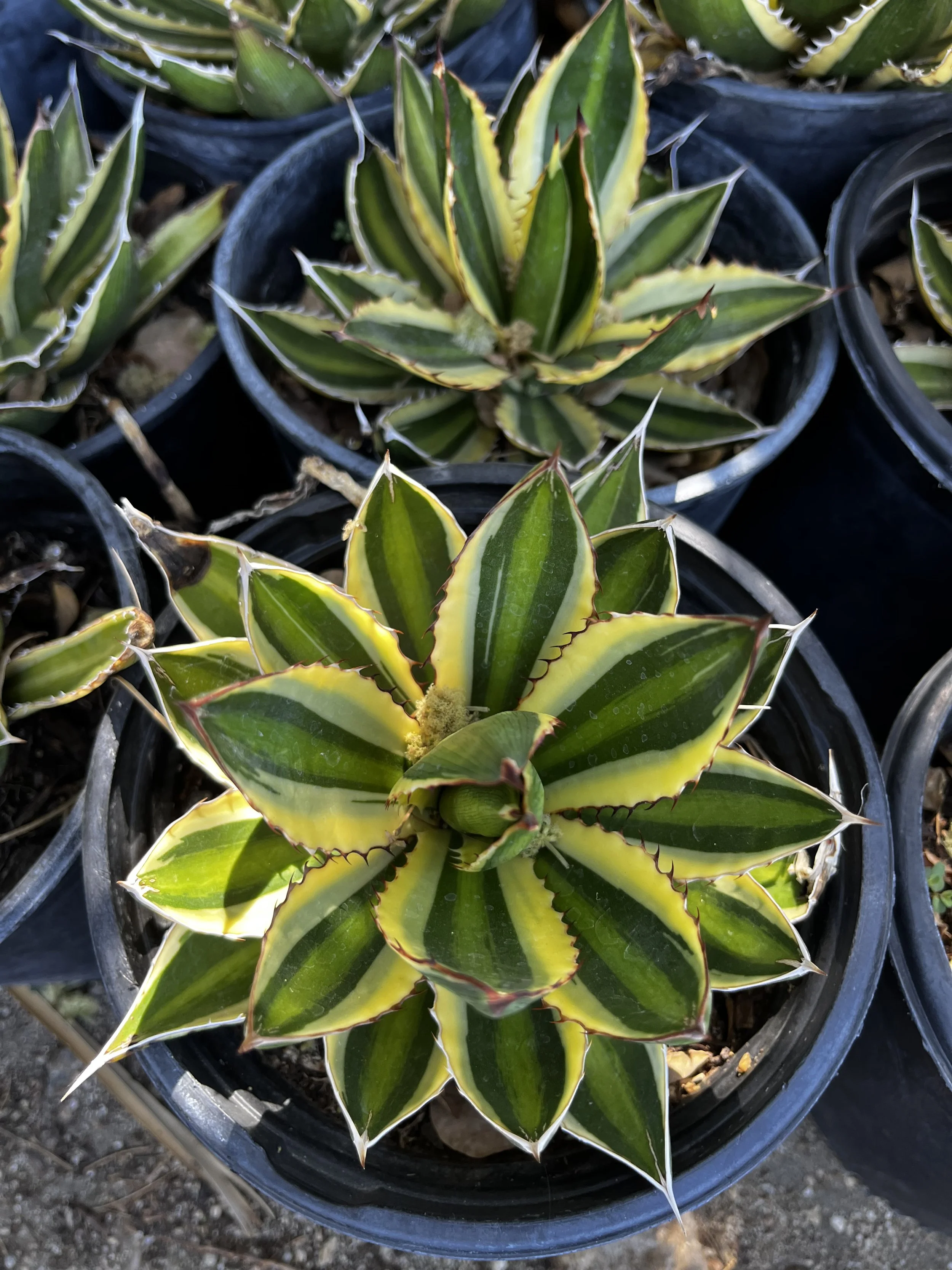 Agave Lophantha Quadricolor — GDNC Nursery