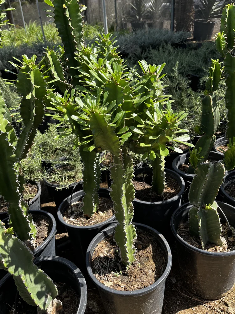 Candelabra Euphorbia Cactus Care