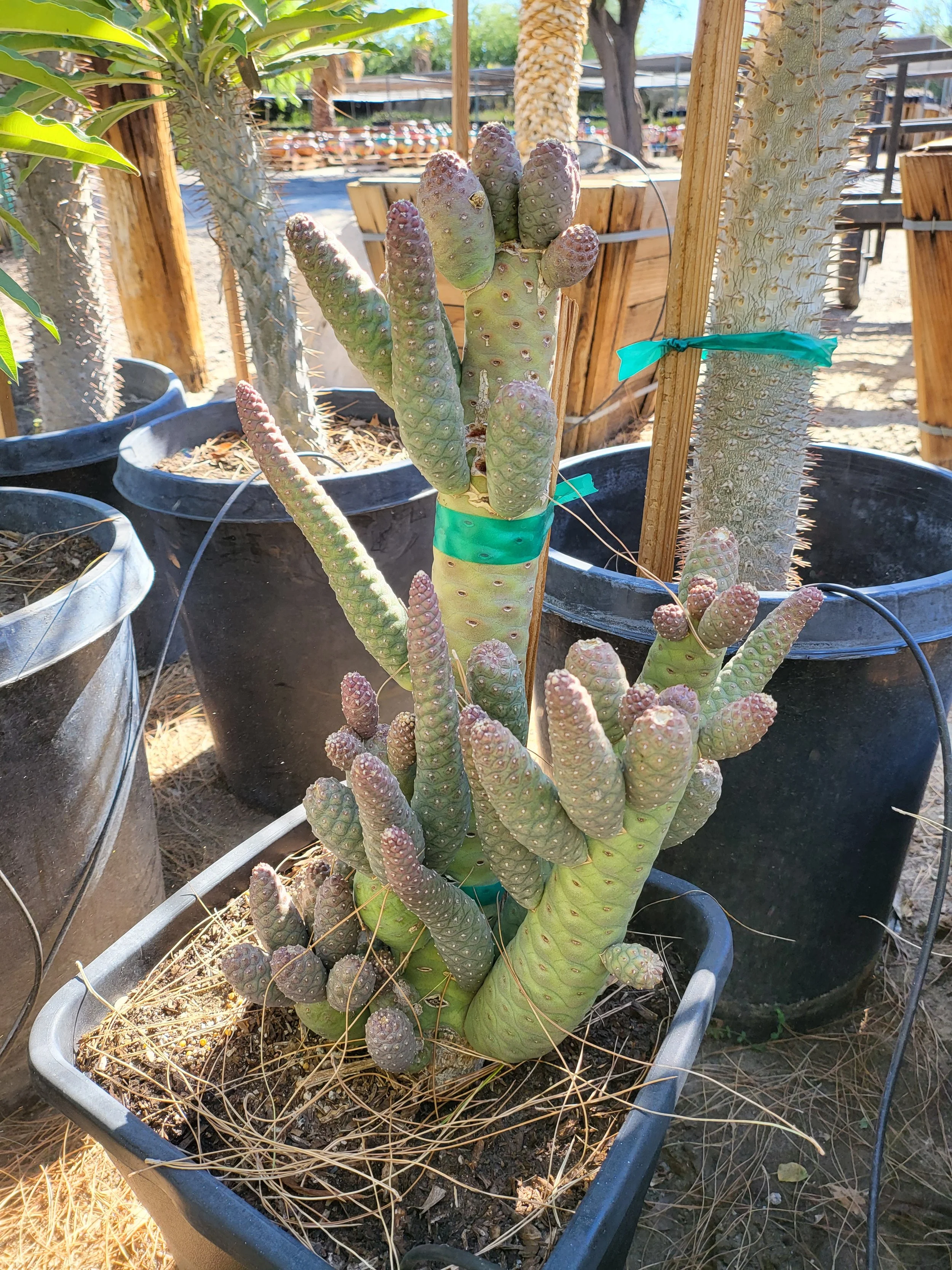 Pine Cone Cactus (Tephrocactus Strobiliformis) — GDNC Nursery