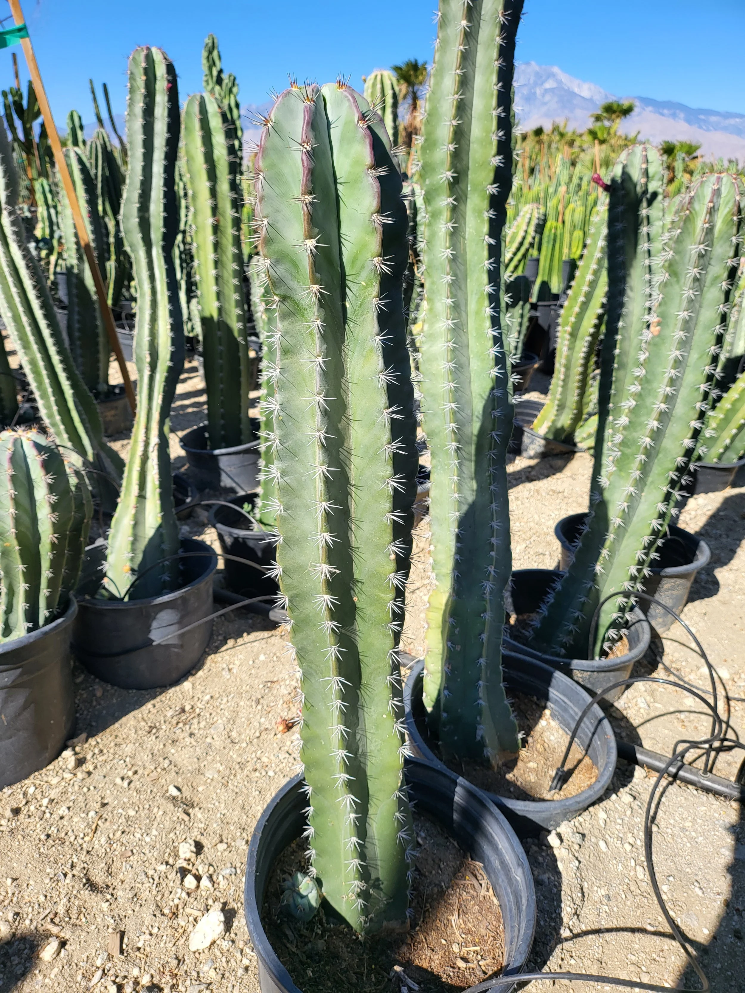 Pitaya Cactus (Stenocereus Huastecorum) — GDNC Nursery