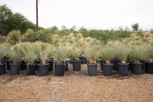 Yucca Rigida — GDNC Nursery