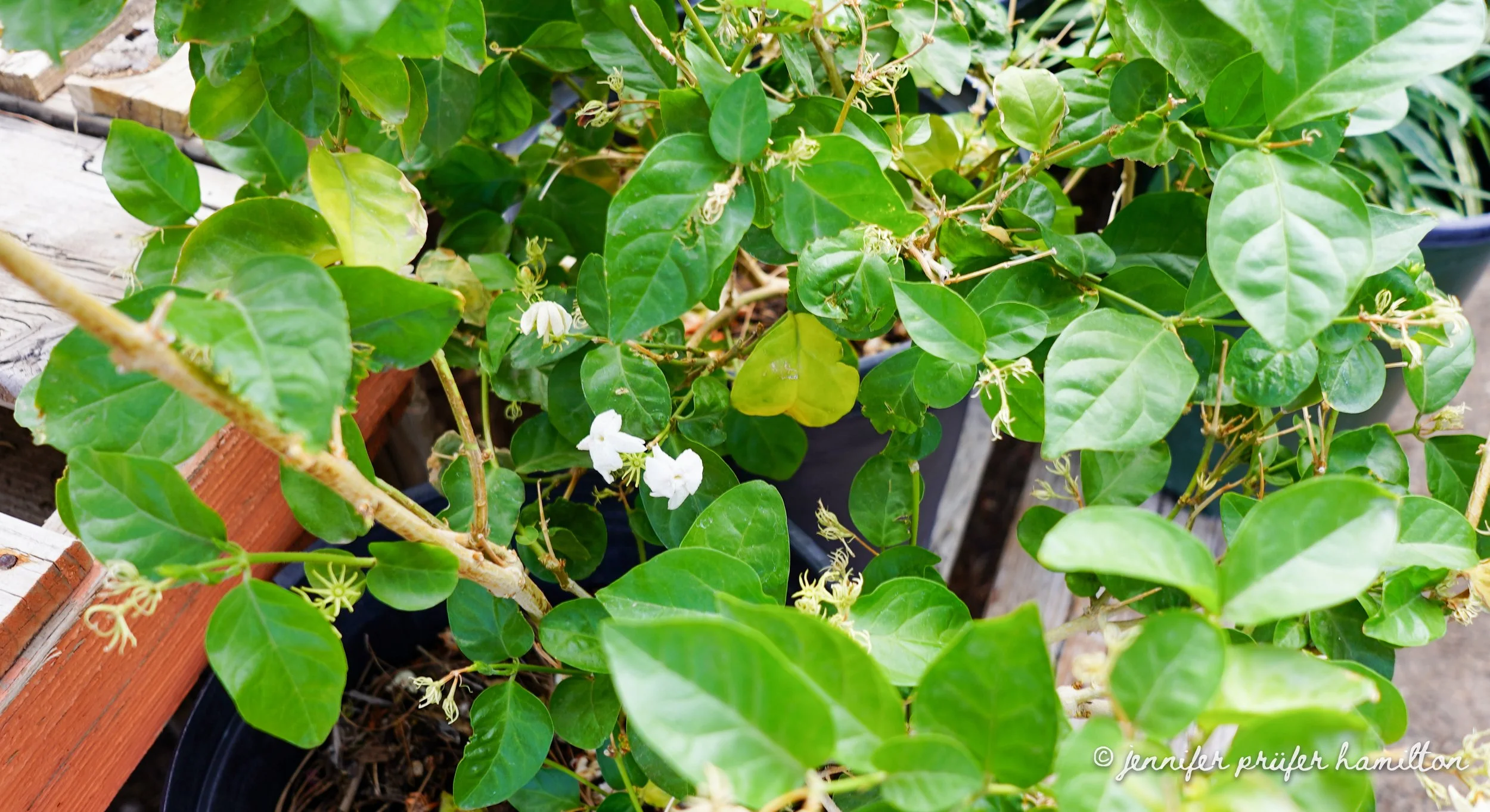 Arabian Jasmine — GDNC Nursery